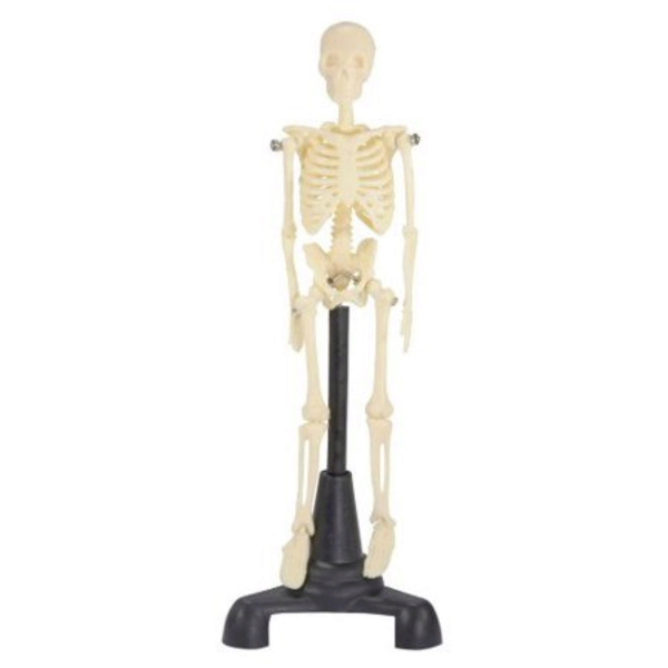 Modelo Anatómico: Mini esqueleto (Petit Pete Skeleton)
